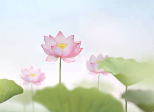 Appree Sticky Notes - Pink Lotus Flower | Sweet Pea Dolls UK